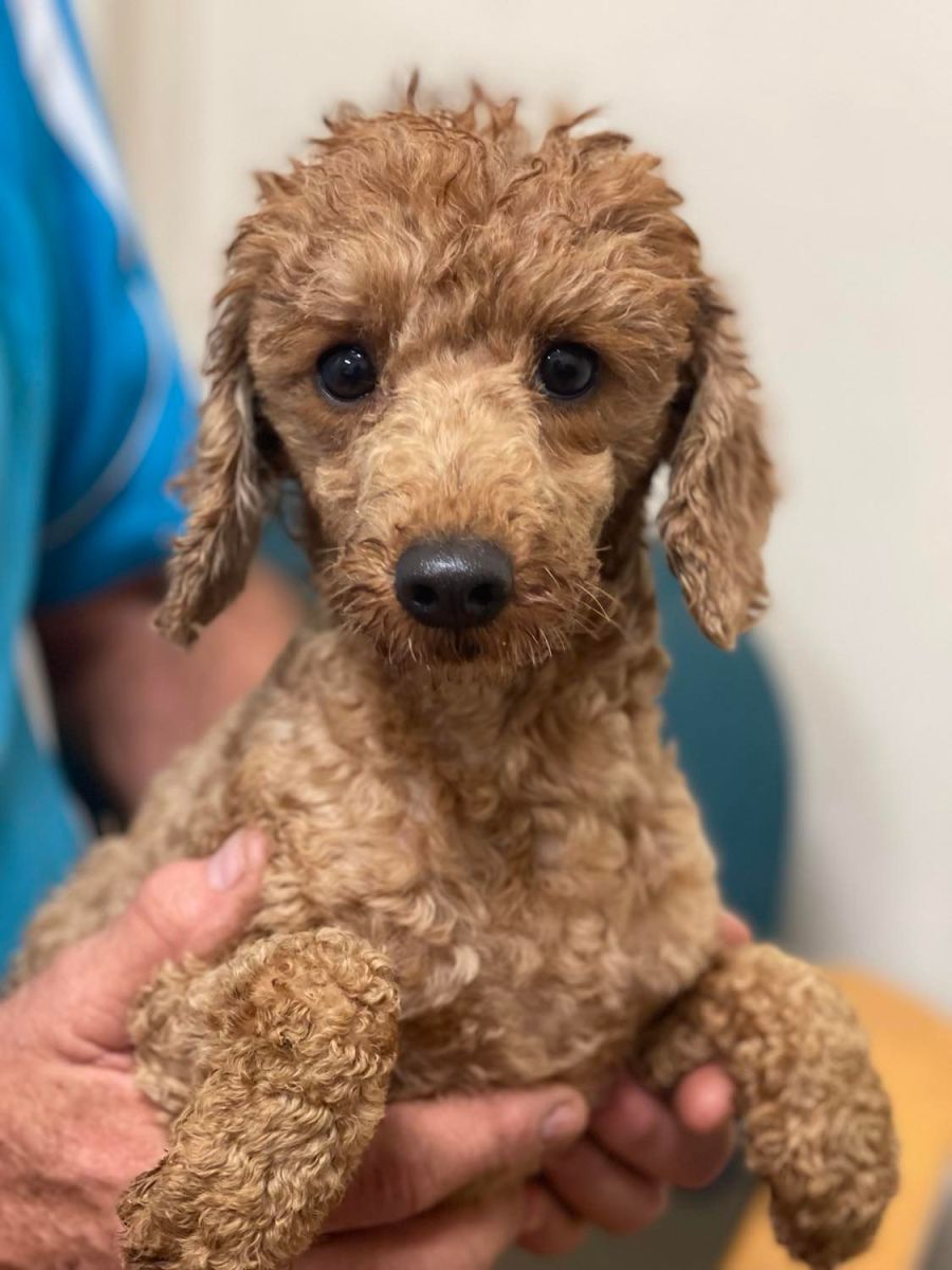 Farrah - Small Female Poodle Dog in QLD - PetRescue