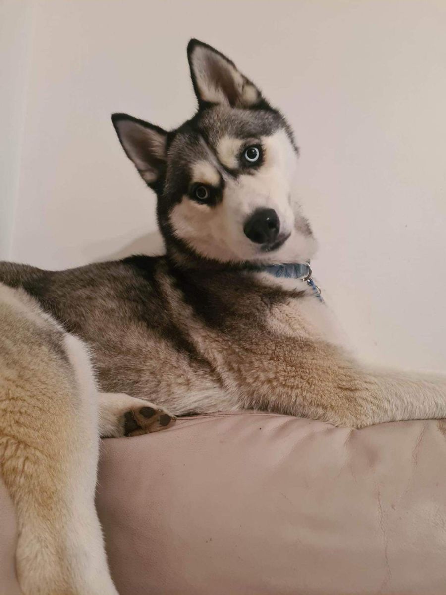 Rajah - Medium Female Siberian Husky Dog in VIC - PetRescue