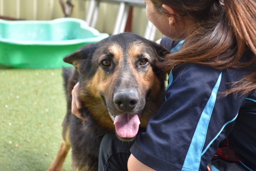 Fife Dog - Large Male German Shepherd Mix Dog in VIC - PetRescue
