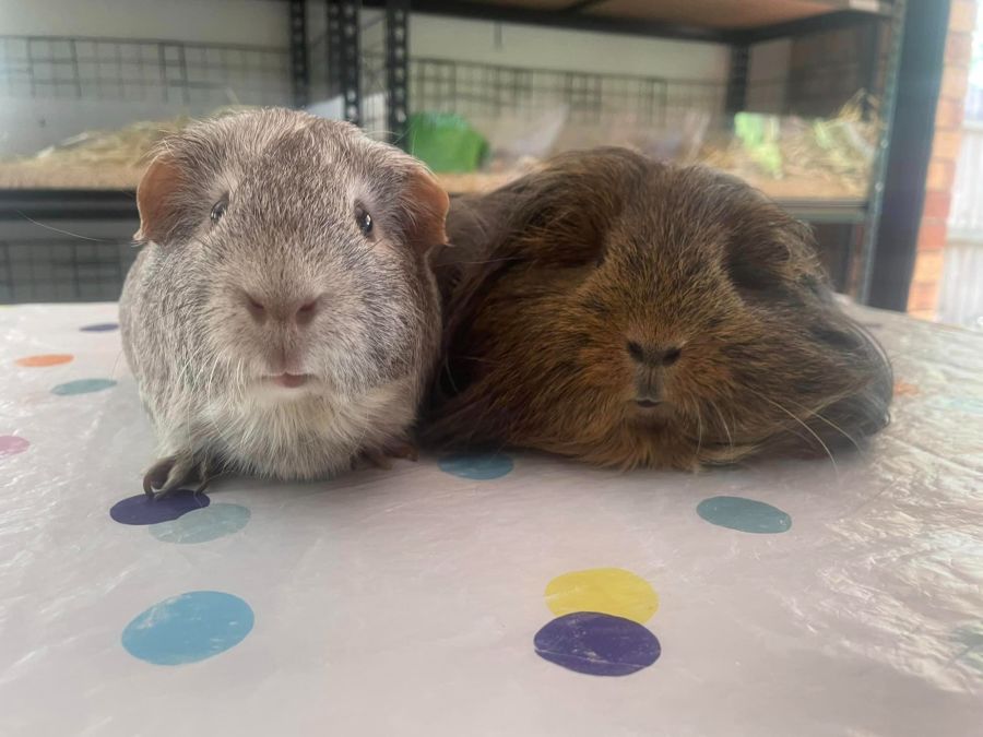 Splinter & Choco - Male Long-hair Smooth Hair x Sheltie Guinea Pig in ...