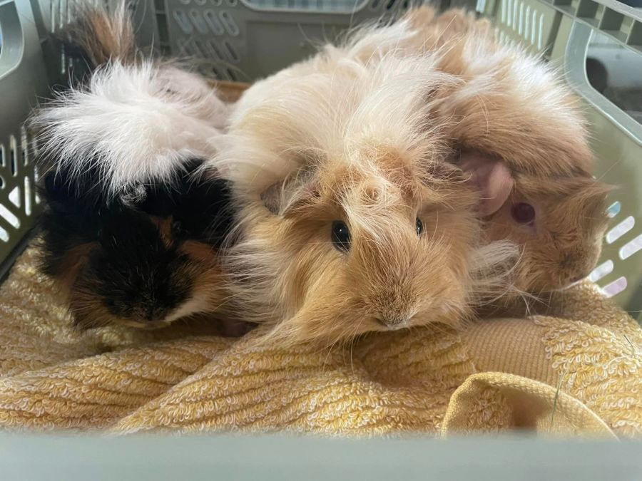 Mabel, Mina & Rue - Female Medium-hair Sheba Mini-Yak x Abyssinian ...