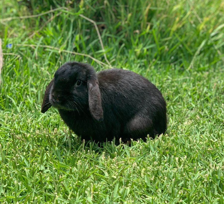 Jack - Male Lop Eared Rabbit in NSW - PetRescue