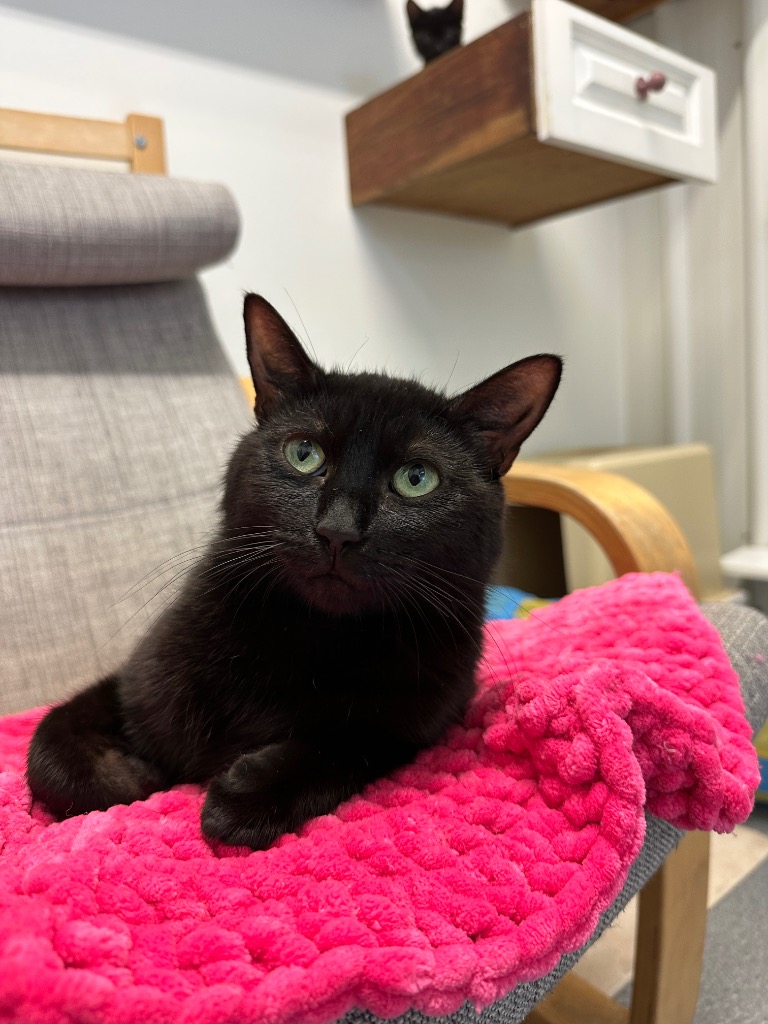 Dougie - Female Domestic Short Hair Cat in TAS - PetRescue