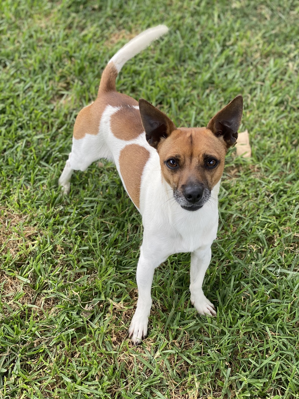 Jett - Small Male Miniature Fox Terrier Mix Dog in QLD - PetRescue