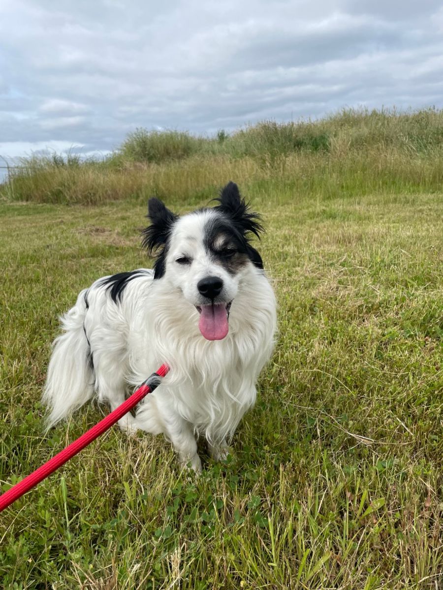 Milo - Small Male Papillion Dog in VIC - PetRescue