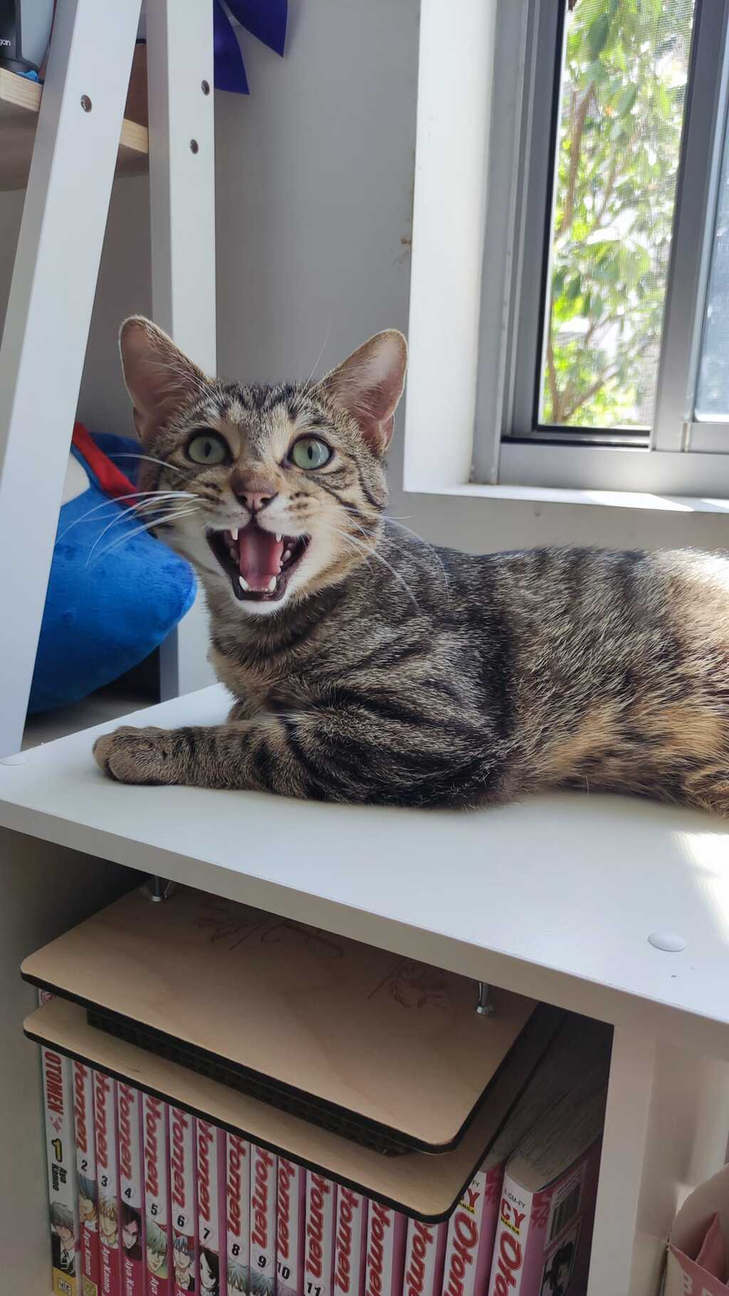 Floyd - Male Domestic Short Hair Mix Cat in NSW - PetRescue