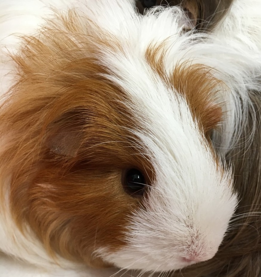 Princess - Female Short-hair Abyssinian Mix Guinea Pig in VIC - PetRescue