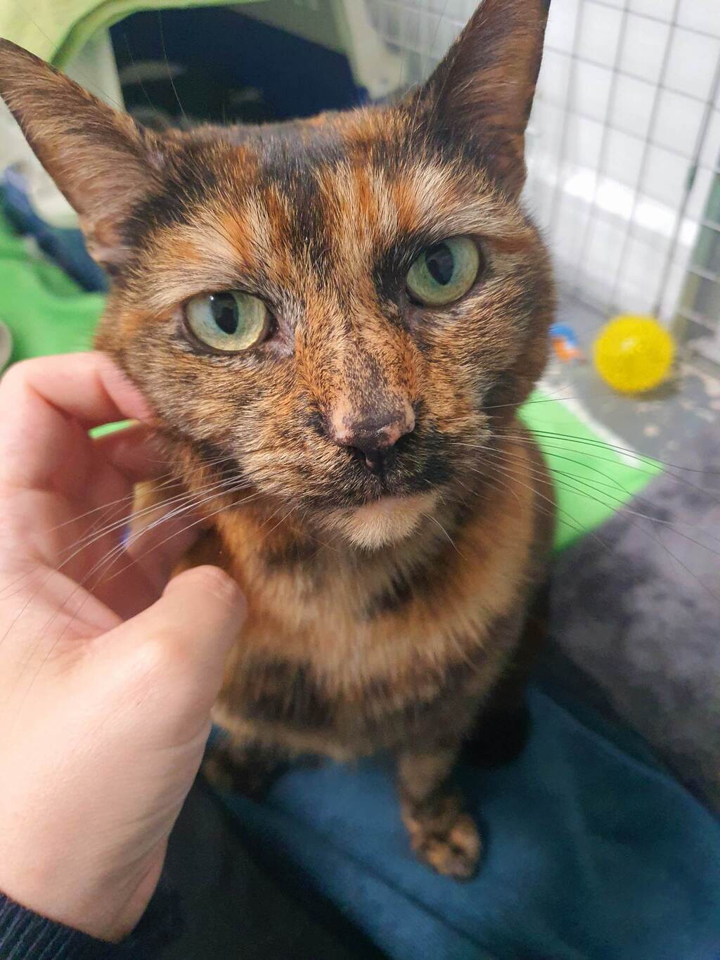 Albus Dumbledore - Male Dsh Mix Cat in VIC - PetRescue