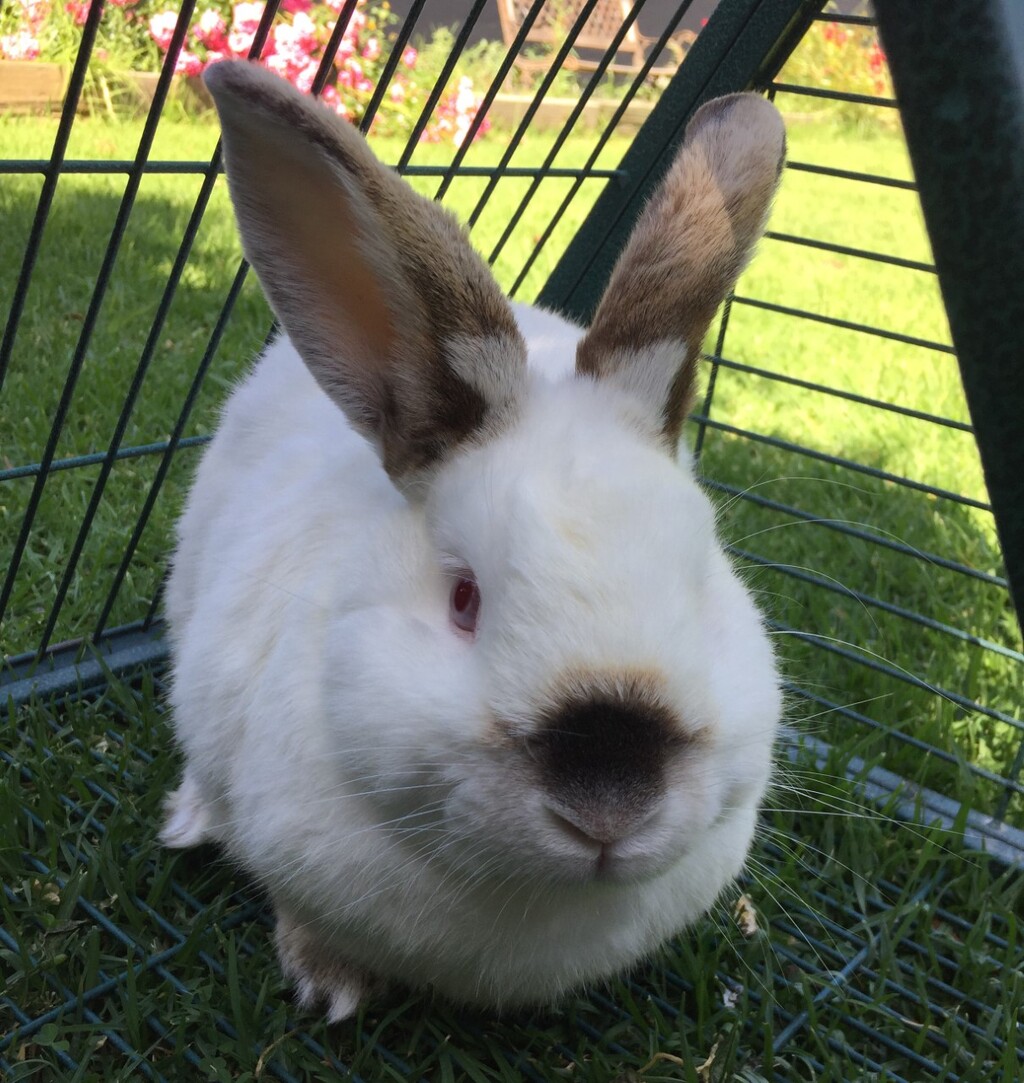 Salty - Male Californian x New Zealand Mix Rabbit in VIC - PetRescue