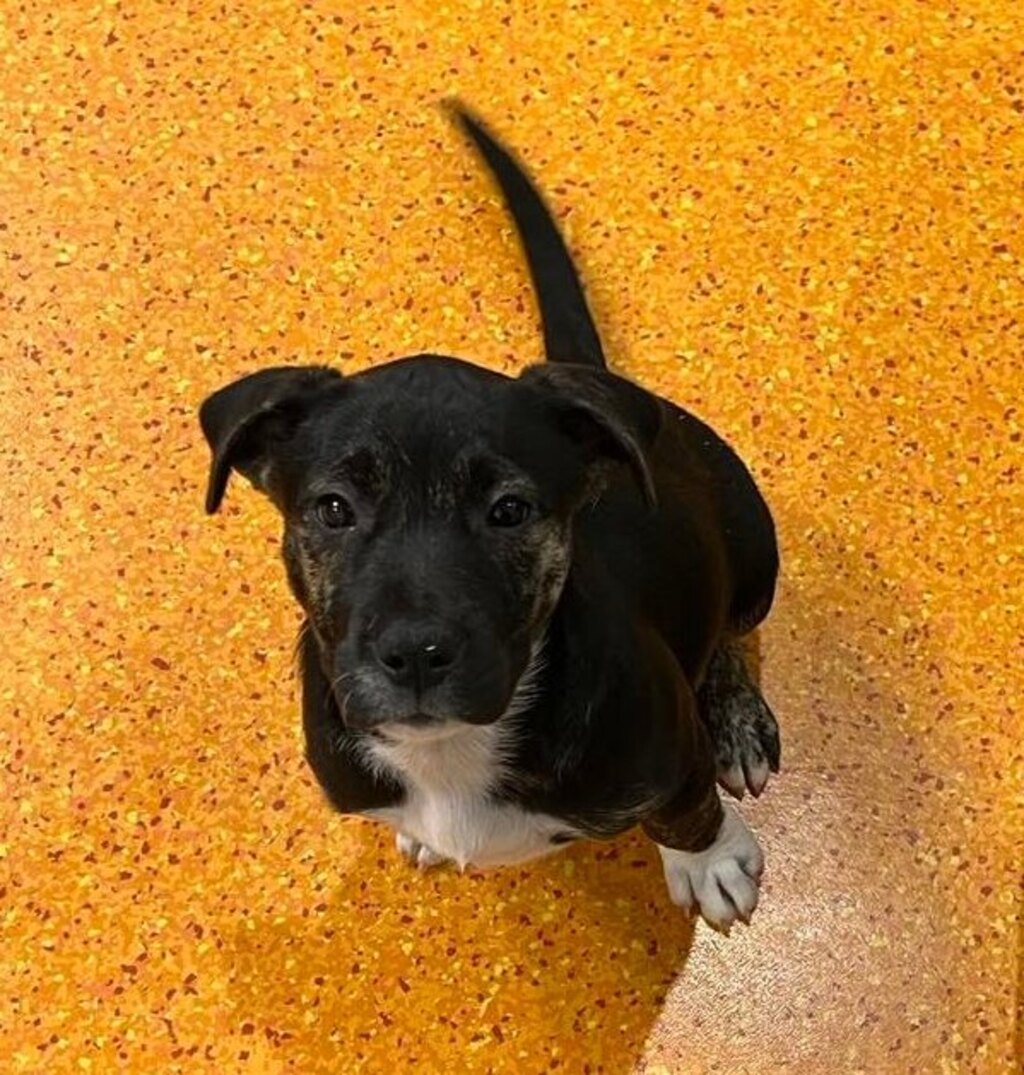 Gypsy - Medium Female Kelpie Mix Dog in QLD - PetRescue