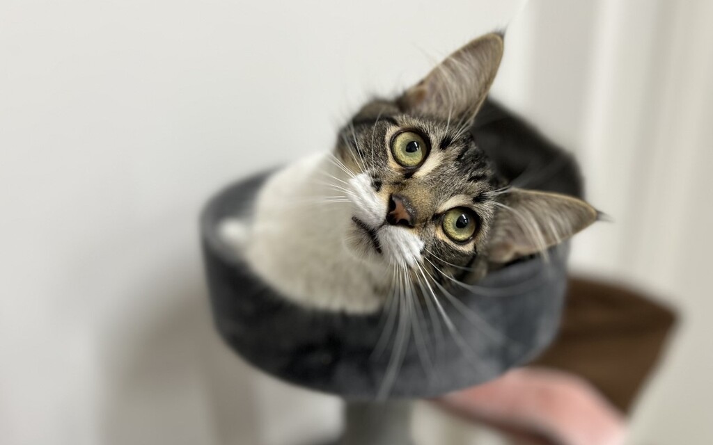 vasili - Male Domestic Medium Hair Mix Cat in VIC - PetRescue