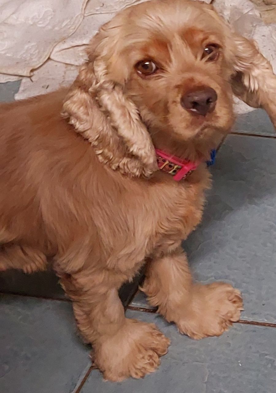 Kalhua - Small Female Cocker Spaniel, American Dog in NSW - PetRescue