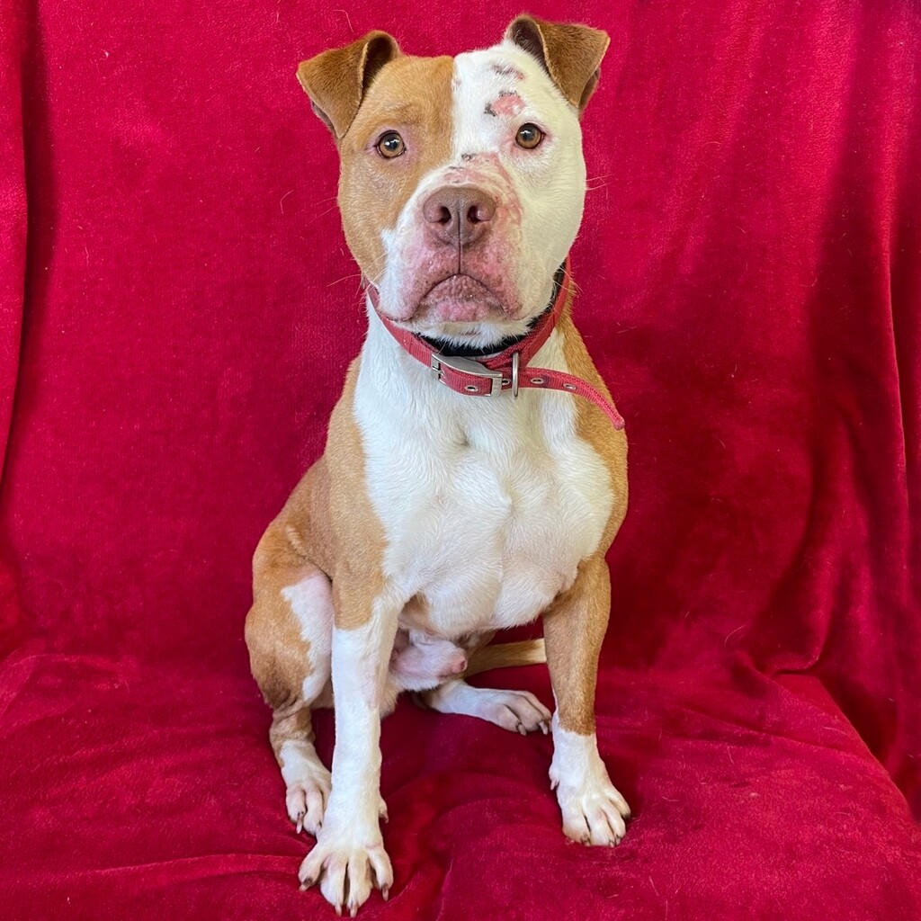 Bronx - Medium Male American Staffy Mix Dog in VIC - PetRescue