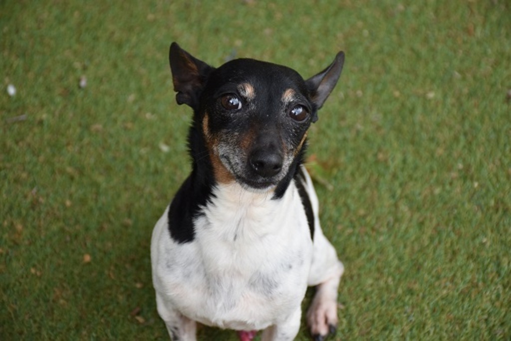 Rodger - Small Male Terrier Mix Dog in VIC - PetRescue