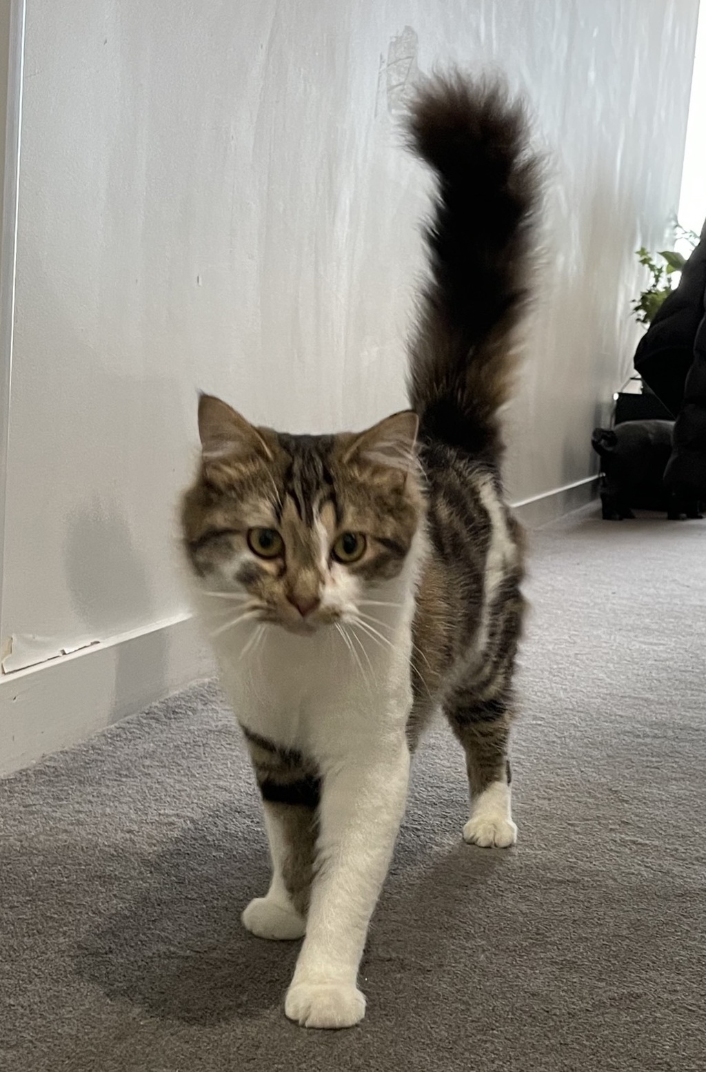 Smee - Male Domestic Medium Hair Mix Cat in VIC - PetRescue