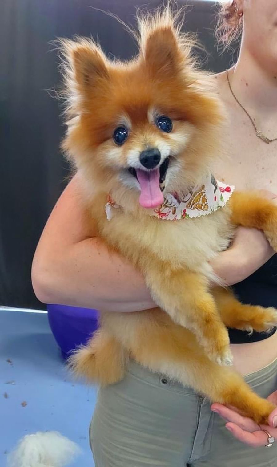 Foxy - Small Male Pomeranian Dog in QLD - PetRescue