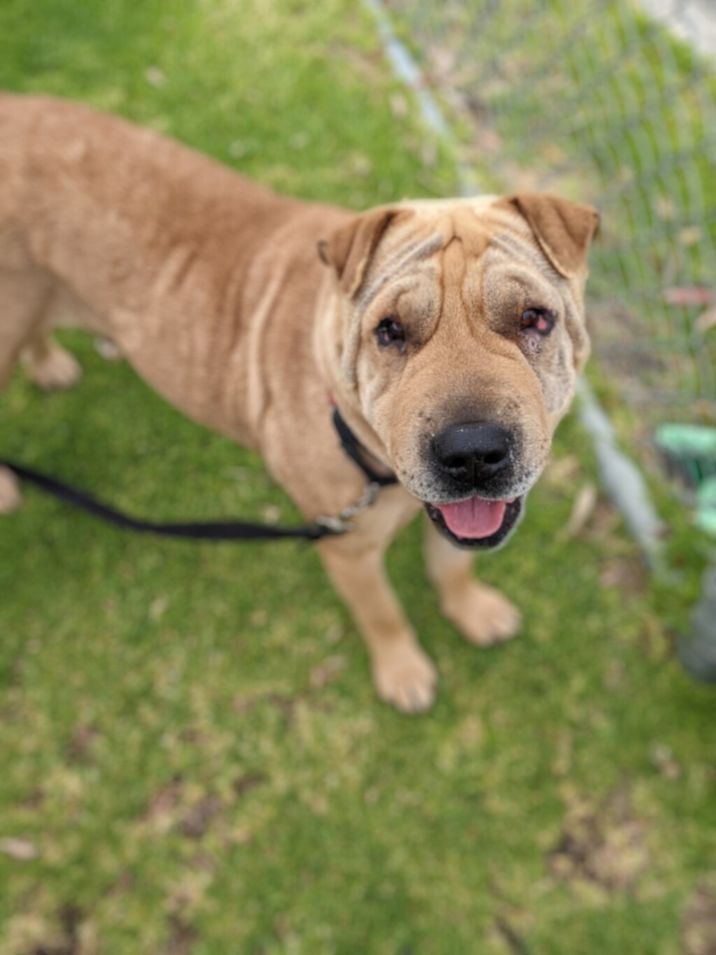 Sandy - Medium Female Shar Pei Mix Dog in WA - PetRescue