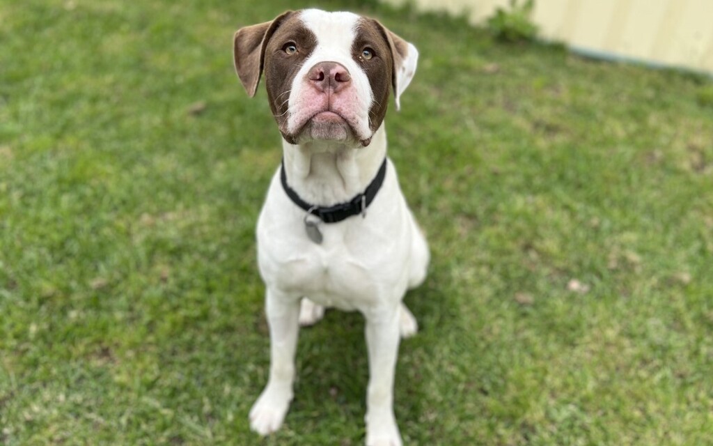Crumble - Large Male American Staffy Mix Dog in VIC - PetRescue