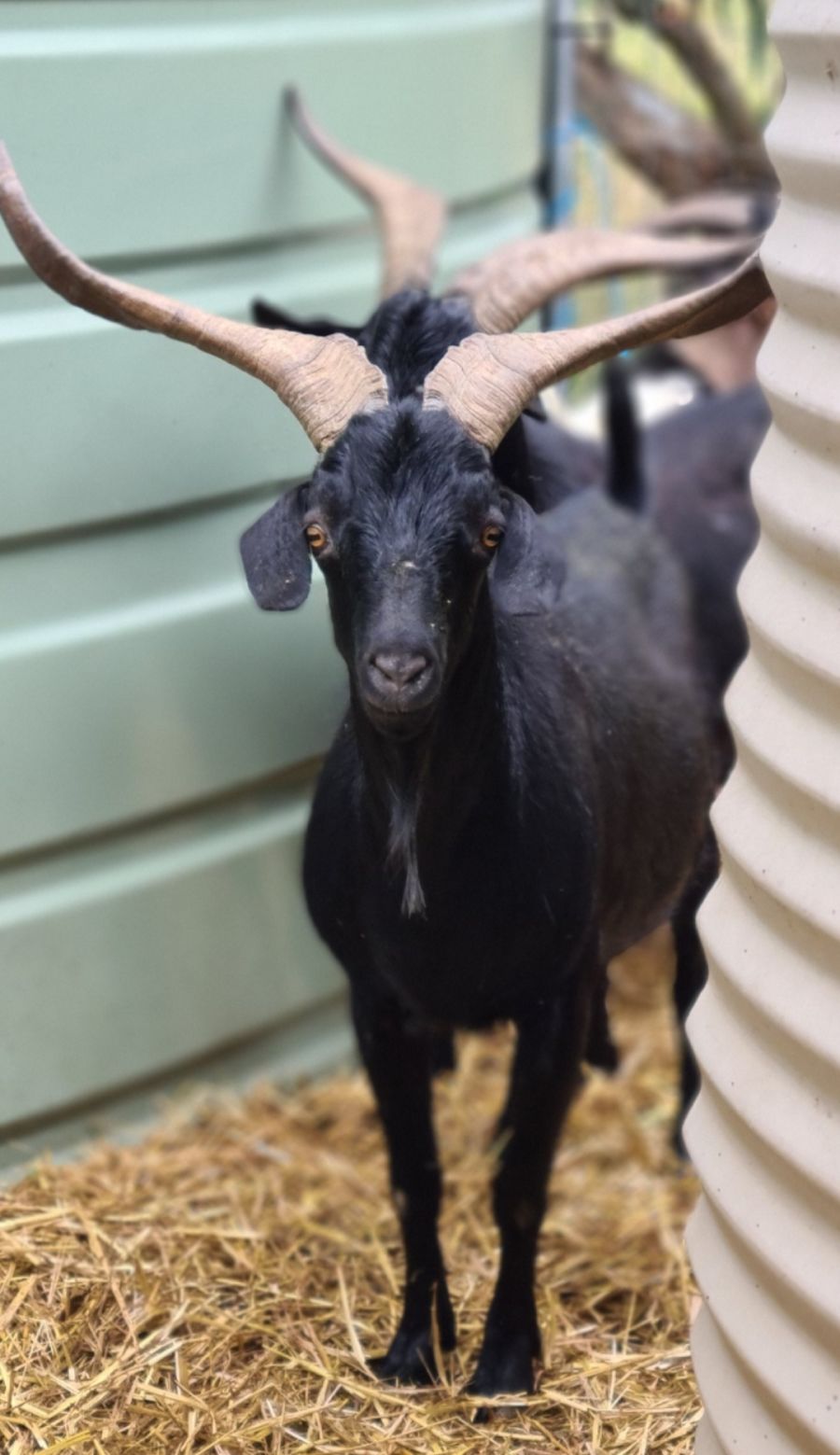 Bongo - Male Goat in VIC - PetRescue