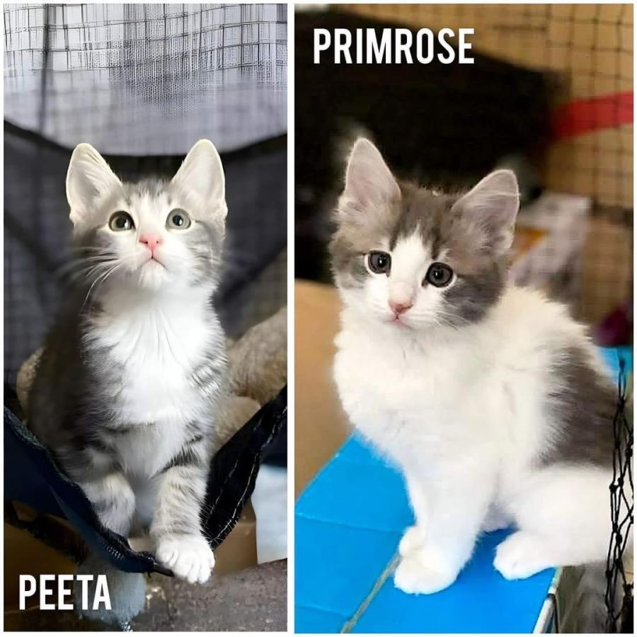 8338/9 - Primrose & Peeta - Female Domestic Short Hair Cat in WA ...