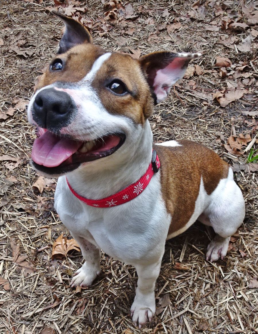 Luna - Medium Female Staffy Dog in NSW - PetRescue
