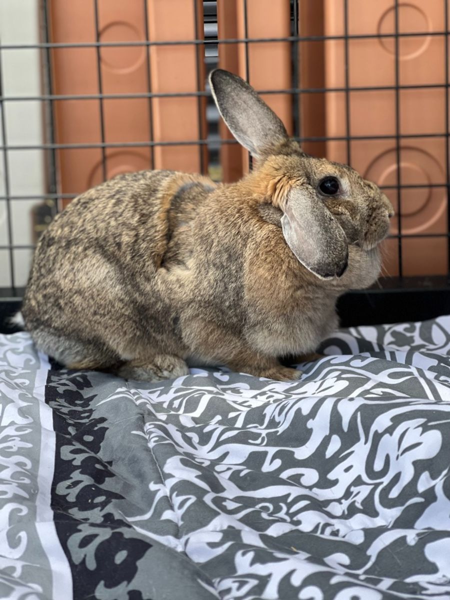 Bunyip - Female Mini Lop Rabbit in VIC - PetRescue
