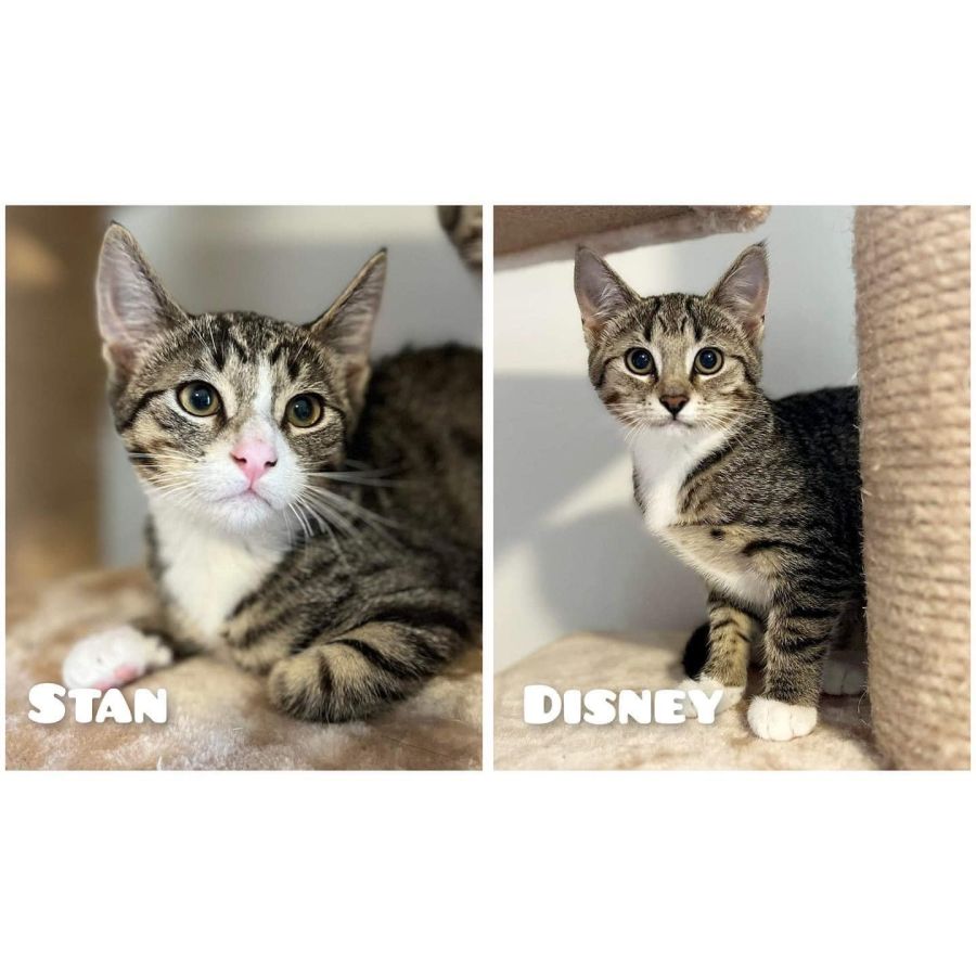 8058/61 - Disney & Stan - Female Domestic Short Hair Cat in WA - PetRescue
