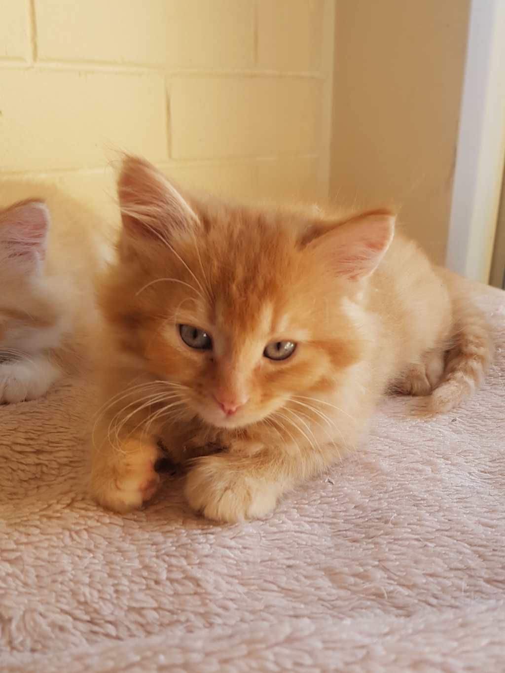 Gerald - Male Dmh Mix Cat in WA - PetRescue