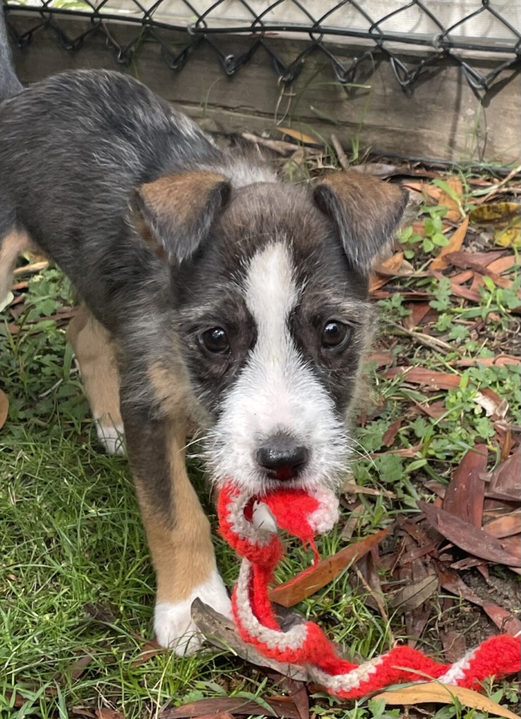 MacKenzie - Small Female Shih Tzu x English Staffordshire Bull Terrier ...
