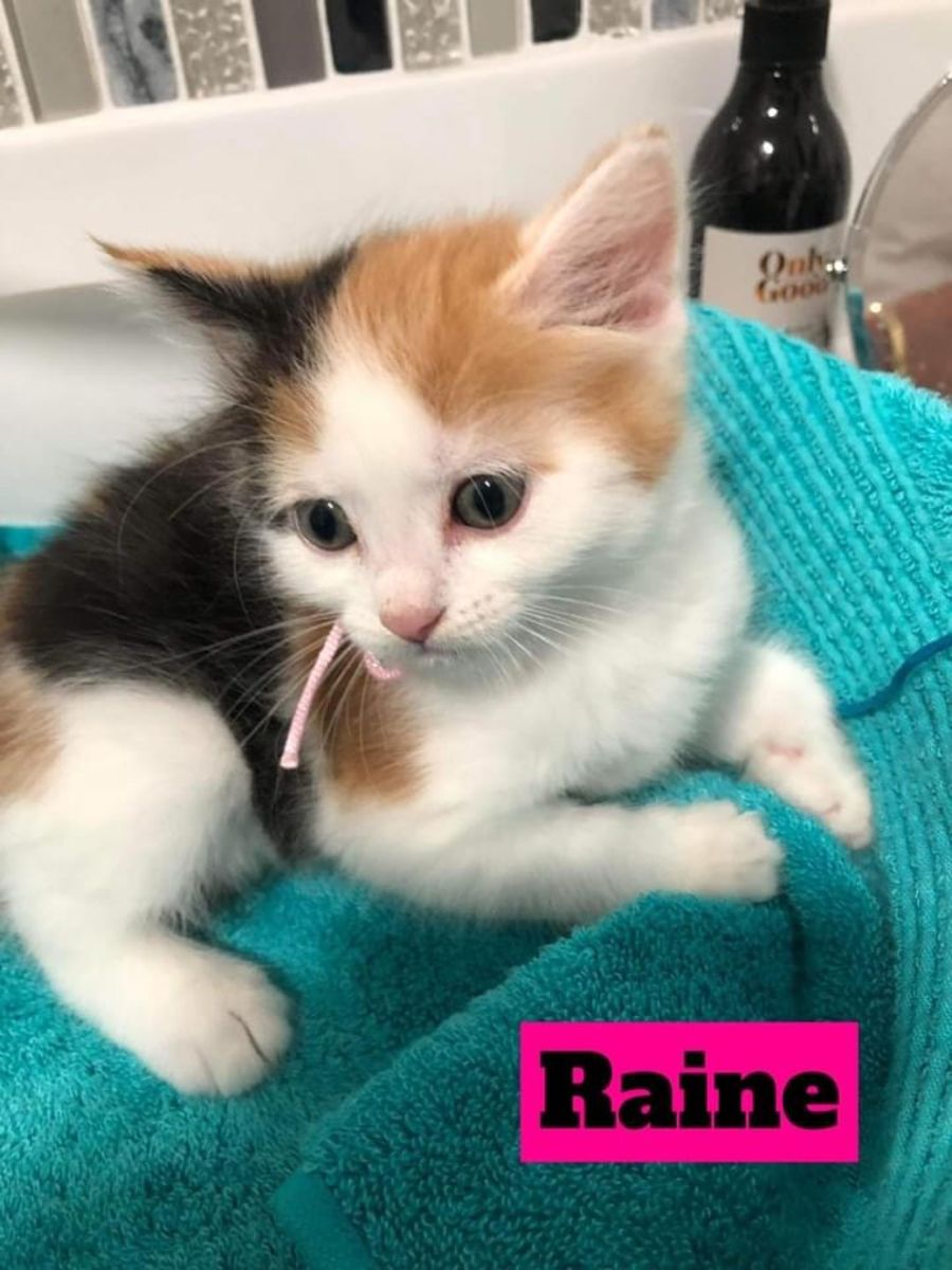 Raine, Riggs, Finlay, Bryn and Cedar - Male Domestic Short Hair Cat in ...