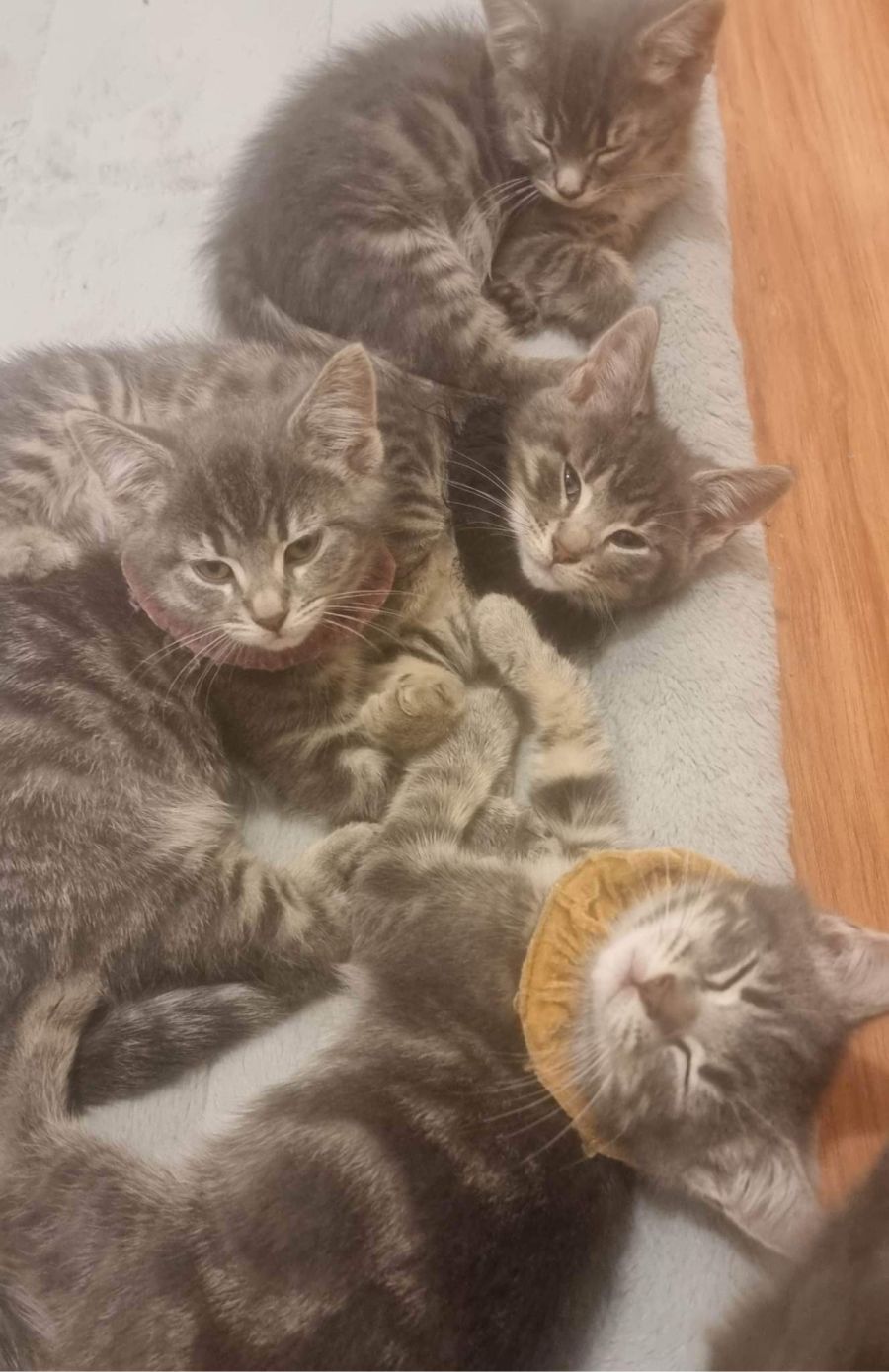 Kittens - Female Domestic Short Hair Cat in VIC - PetRescue