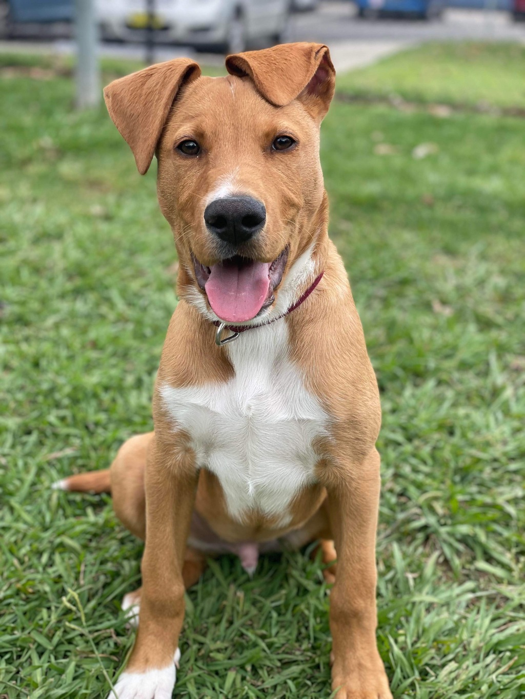 Centaur - Medium Male German Shorthaired Pointer Mix Dog in NSW - PetRescue