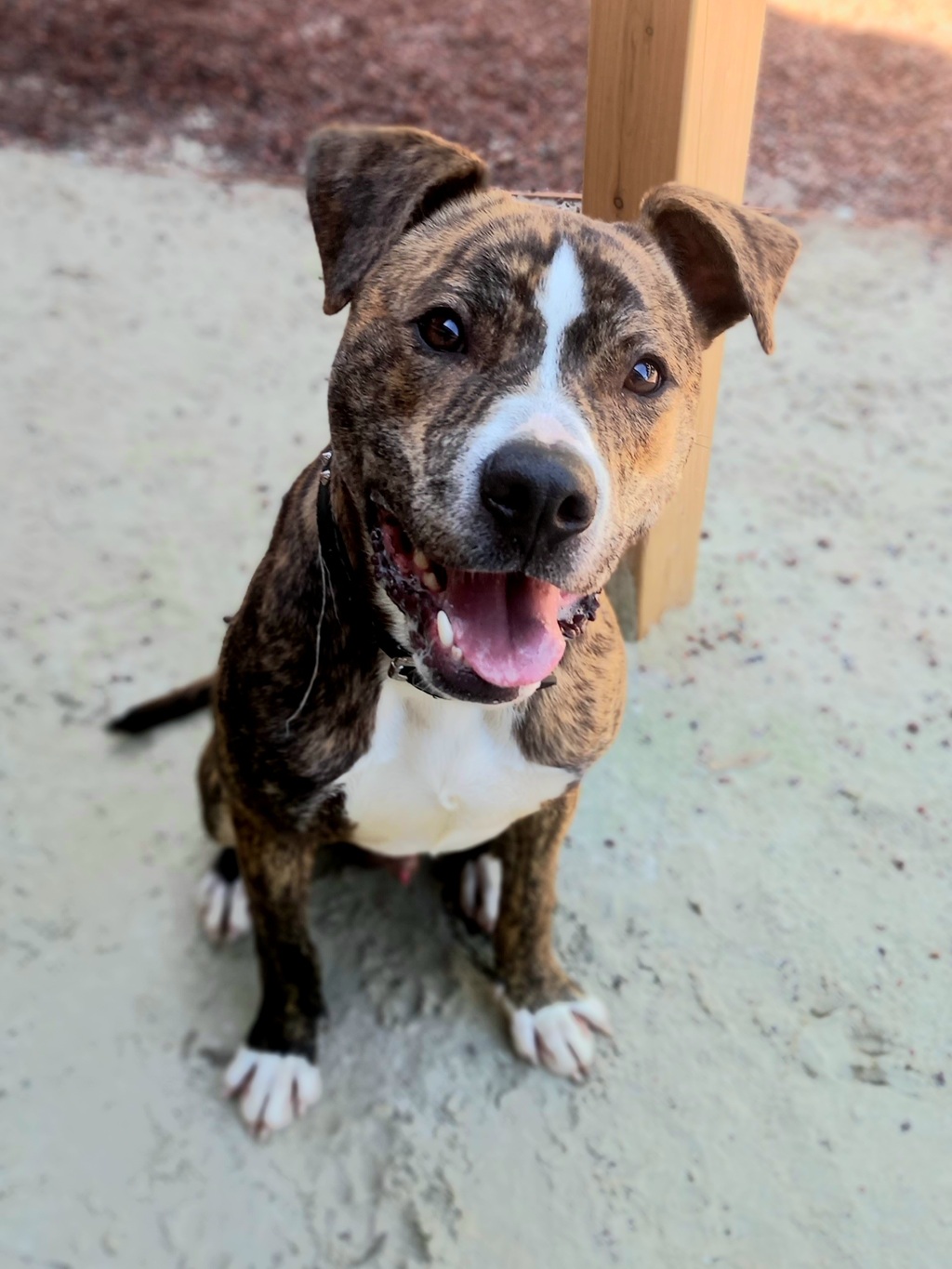 Jack - Medium Male American Staffordshire Terrier Mix Dog in VIC ...
