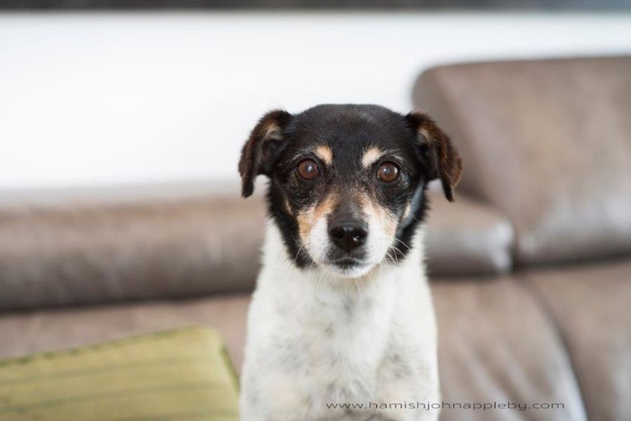 Jessie Jagger - Small Male Fox Terrier Mix Dog in VIC - PetRescue