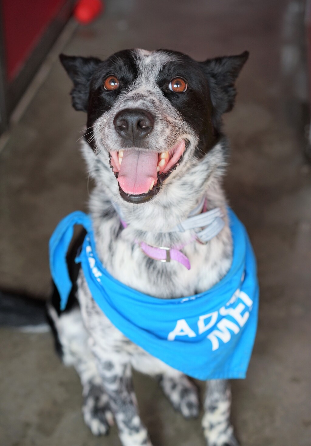 Adonis - Medium Male Australian Cattle Dog x Border Collie Mix Dog in ...