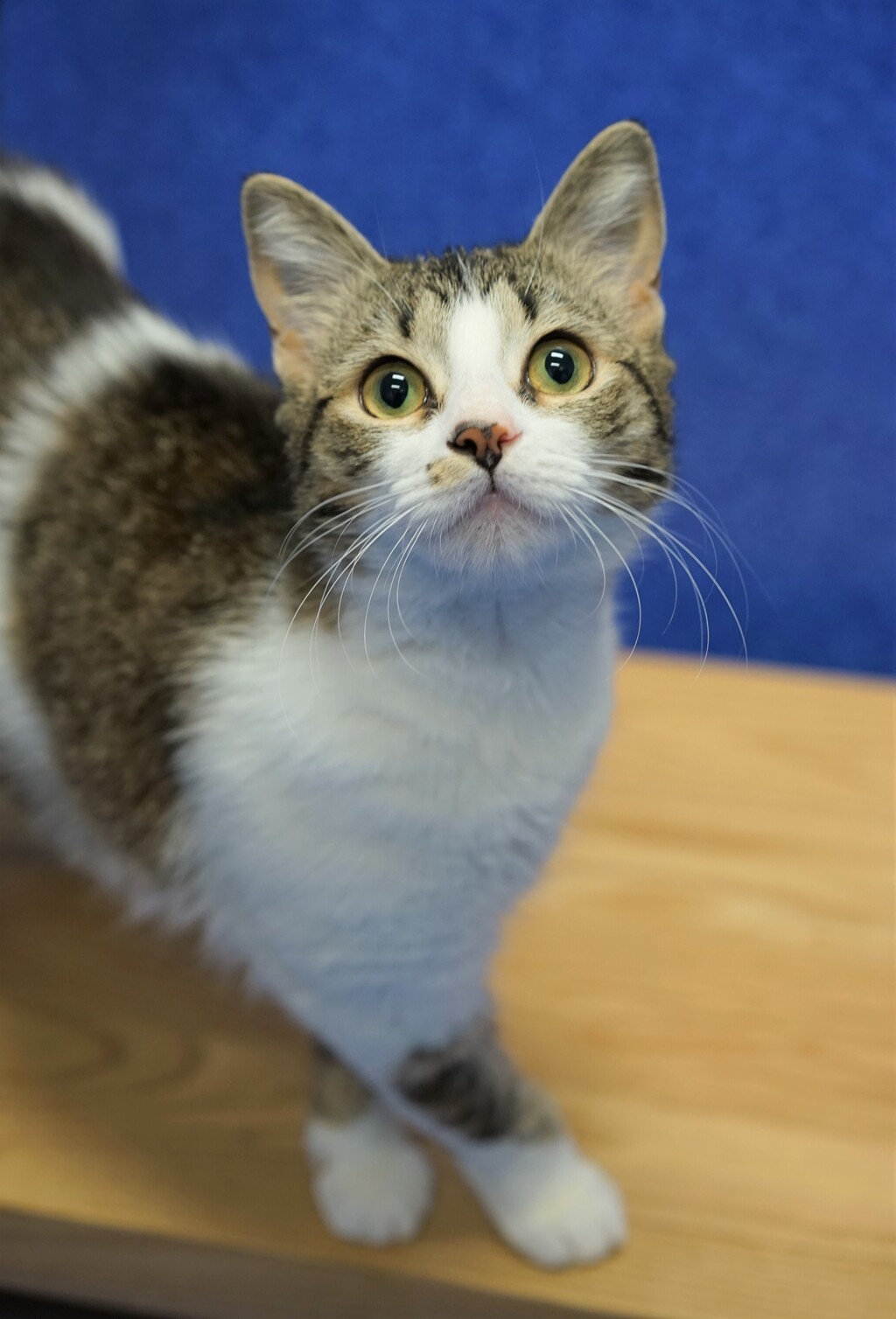 Tabatha - Female Domestic Short Hair Mix Cat in QLD - PetRescue