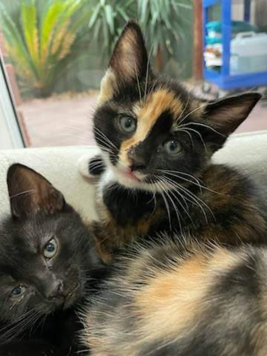 Crunchie - Female Dmh Mix Cat in VIC - PetRescue