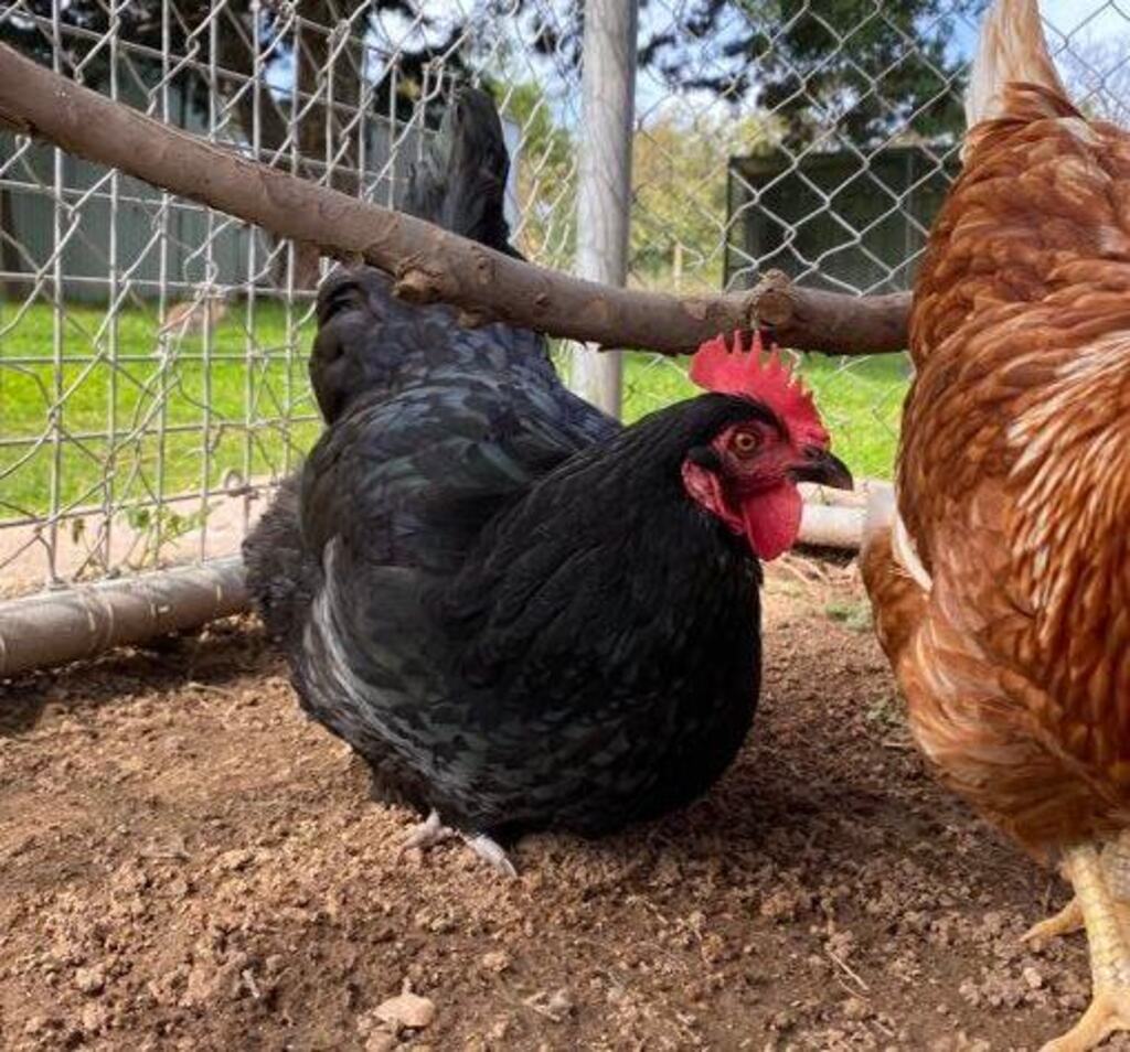 Typo - Female Australorp x Maran Mix Fowl in ACT - PetRescue