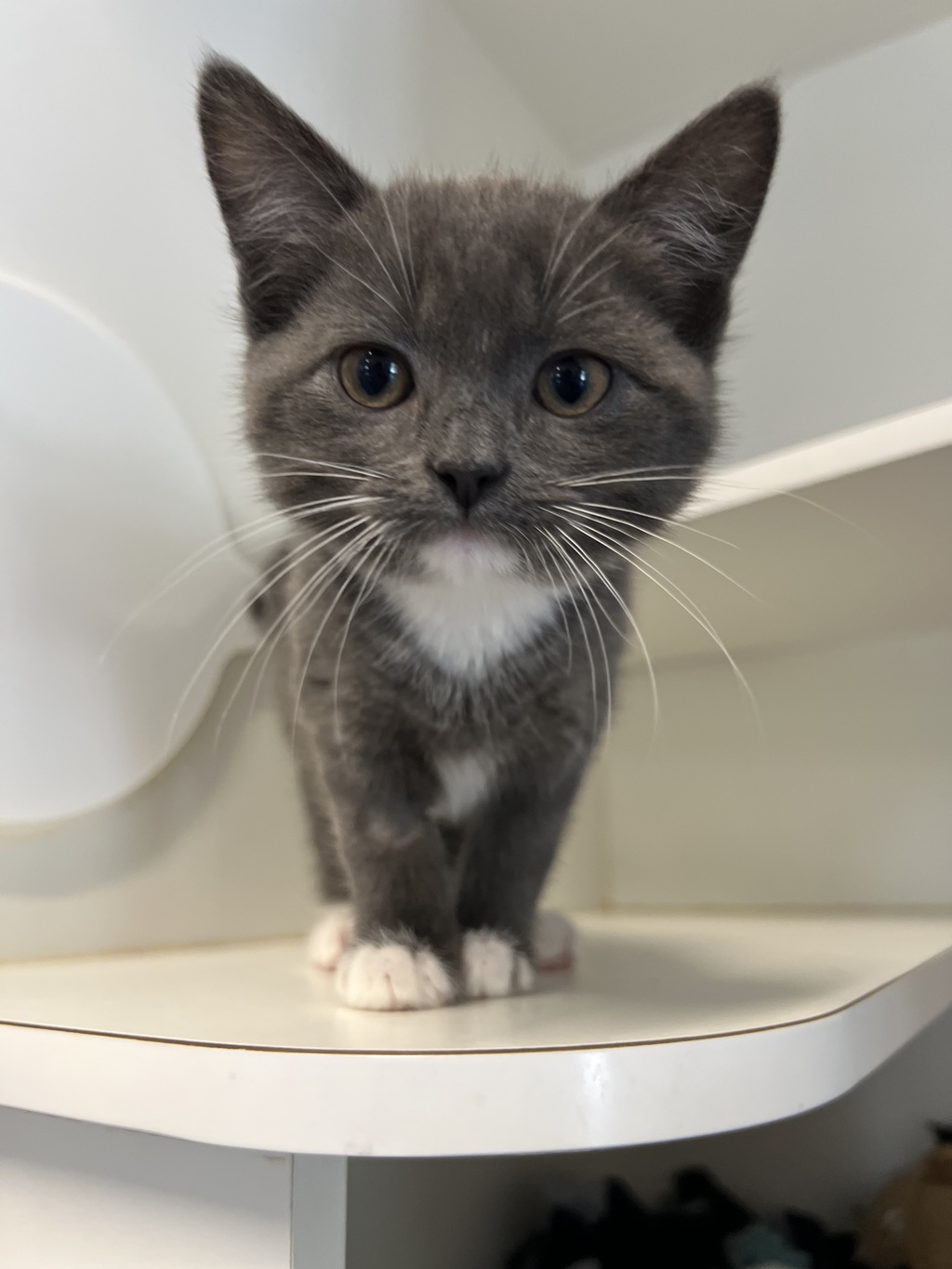 Pepsi - Female Dsh Mix Cat in WA - PetRescue