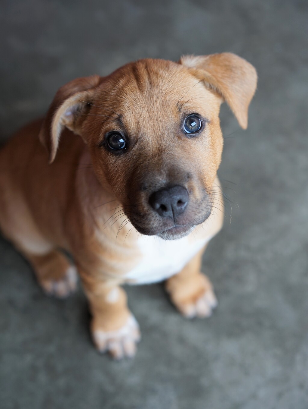 Bailey - Large Female Bull Arab Mix Dog in QLD - PetRescue