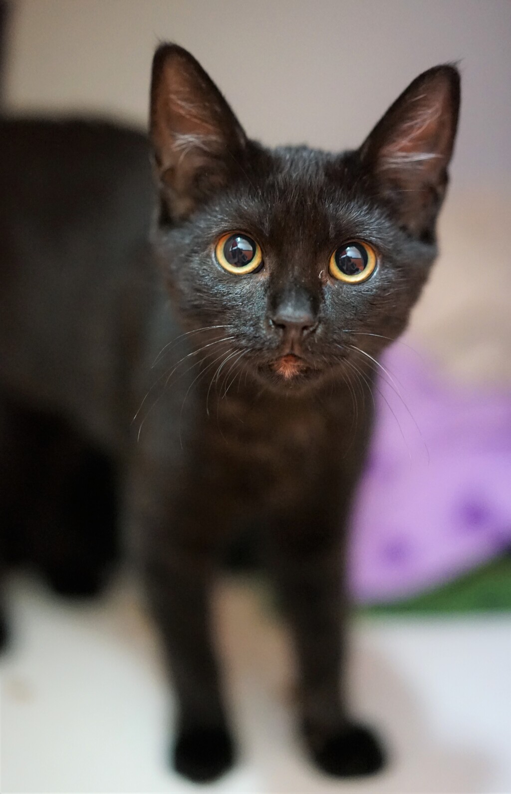 Inky - Female Domestic Short Hair Mix Cat in QLD - PetRescue