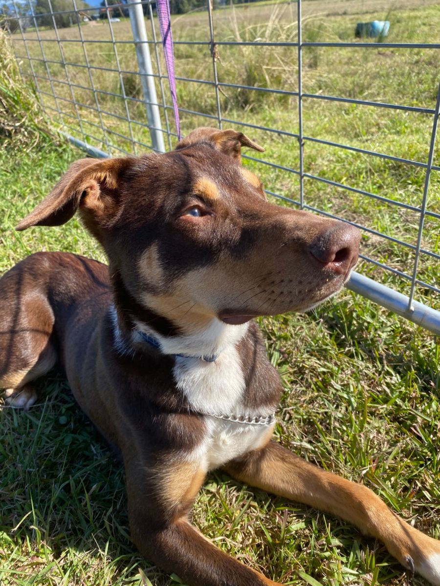 Ziggy - Large Male Kelpie Dog in NSW - PetRescue