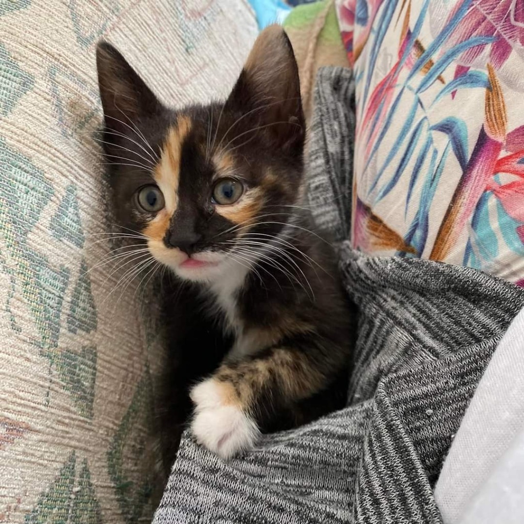 Mishka - Female Domestic Medium Hair Cat in WA - PetRescue