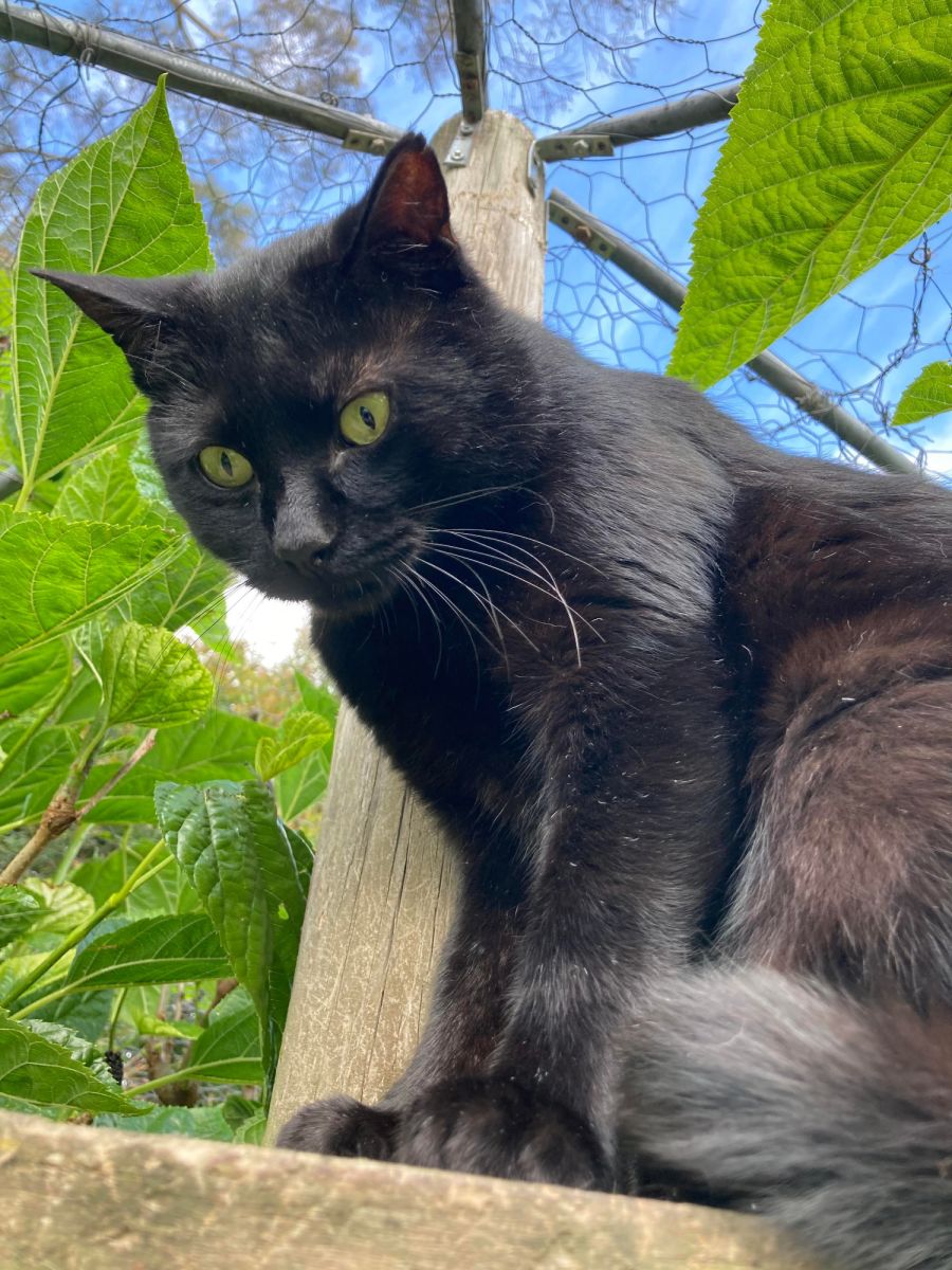 Sam Crow - Male Domestic Short Hair Cat in VIC - PetRescue