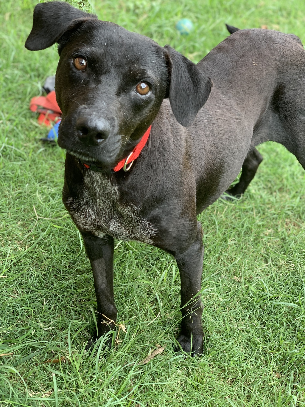 Chachi - Medium Female Kelpie Mix Dog in QLD - PetRescue