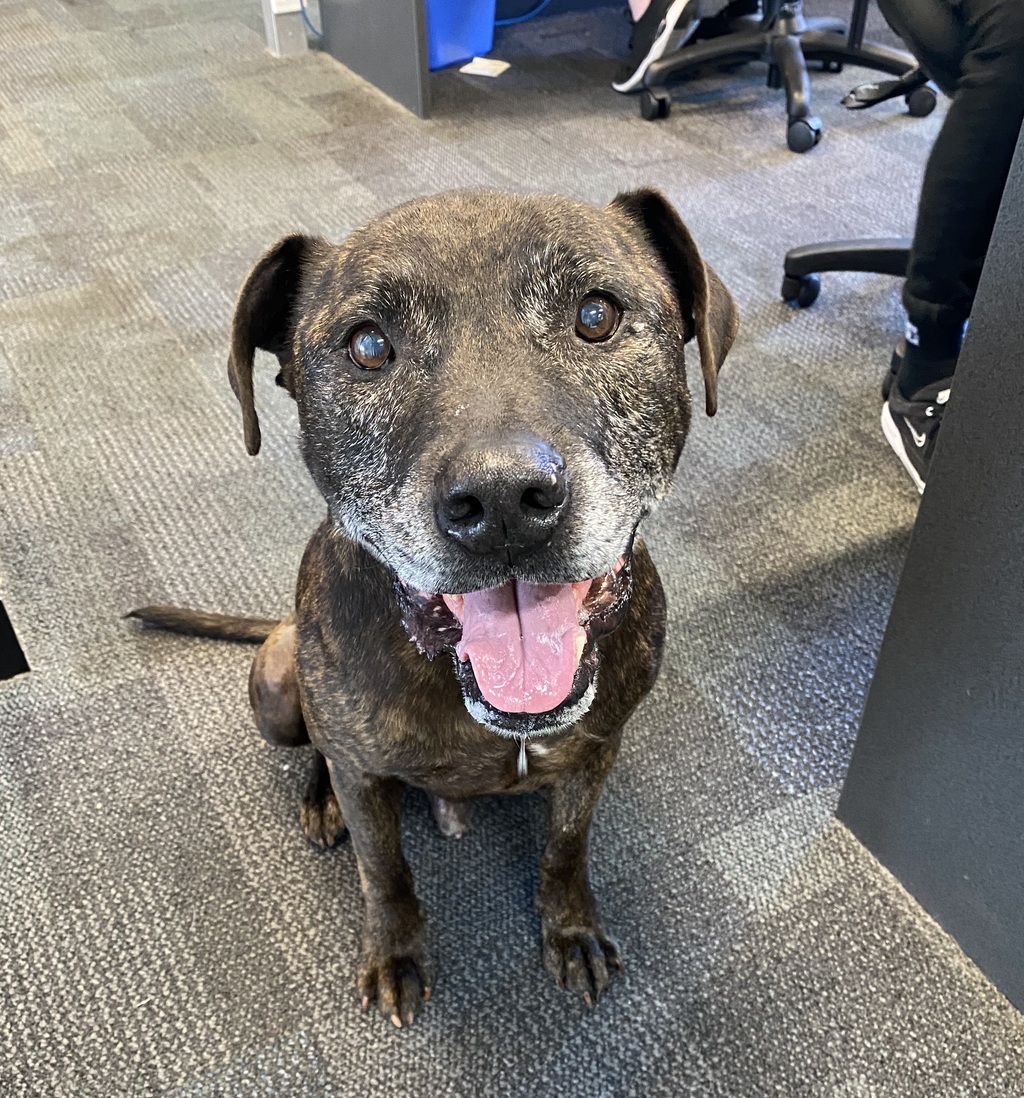 Boss - Large Male Staffordshire Bull Terrier Mix Dog in VIC - PetRescue