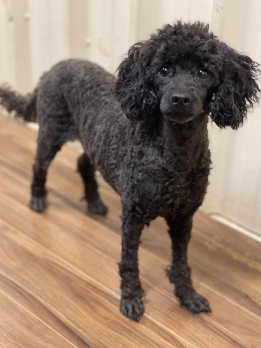 Gail - Small Female Poodle Dog in QLD - PetRescue