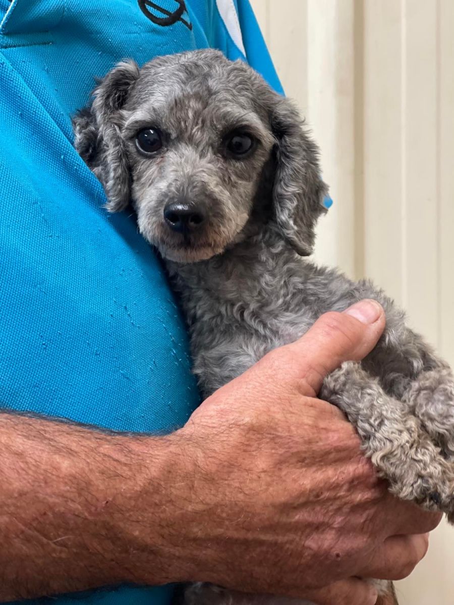 Bobby - Small Female Poodle Dog in QLD - PetRescue