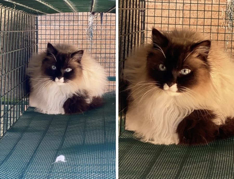 Bella - Female Ragdoll Cat in VIC - PetRescue