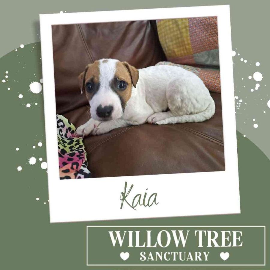 Kaia - Medium Female Terrier Mix Dog in NSW - PetRescue